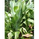 Green Ti Cutting